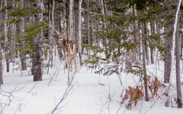 Deer season in Woodland - The County
