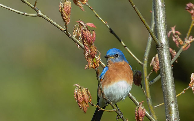 Eastern Bluebird spotted - The County
