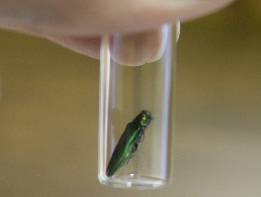 Emerald ash borers meet their predator during biological control ...