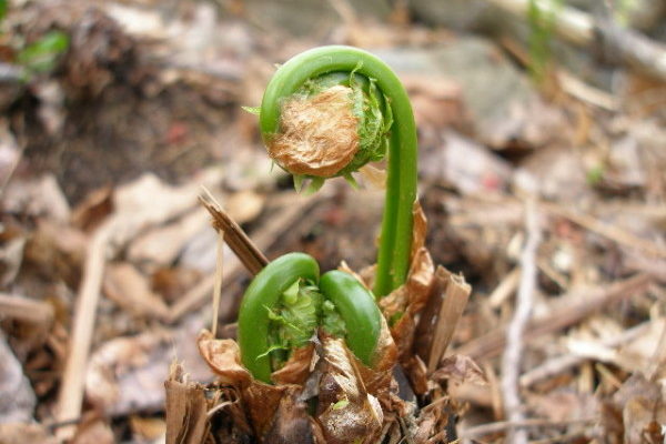 How to identify, pick and cook fiddleheads — and when to leave them ...